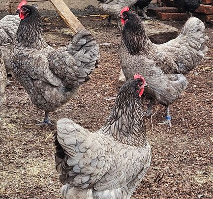 Australorp pilići raznih uzrasta