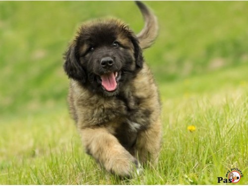 LEONBERGER