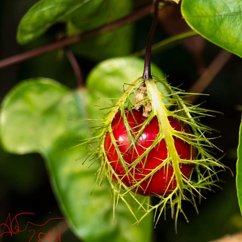 Mini – Zbun Passiflora Seme (Passiflora foetida)