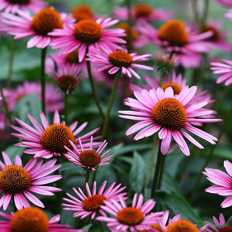 Ehinacea seme Moench (Echinacea purpurea)