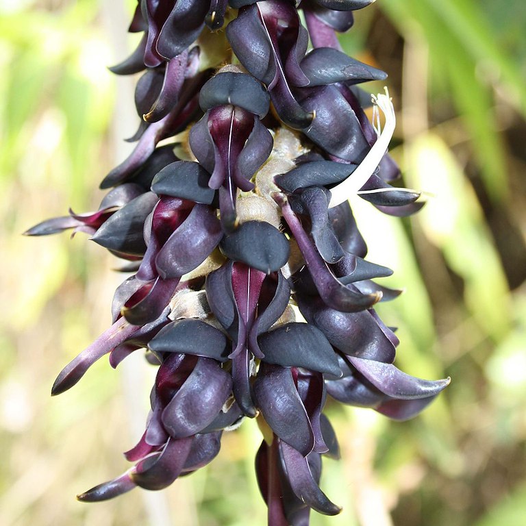 Crna Zadova Loza seme (Mucuna nigricans)