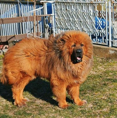 Tibetski mastif