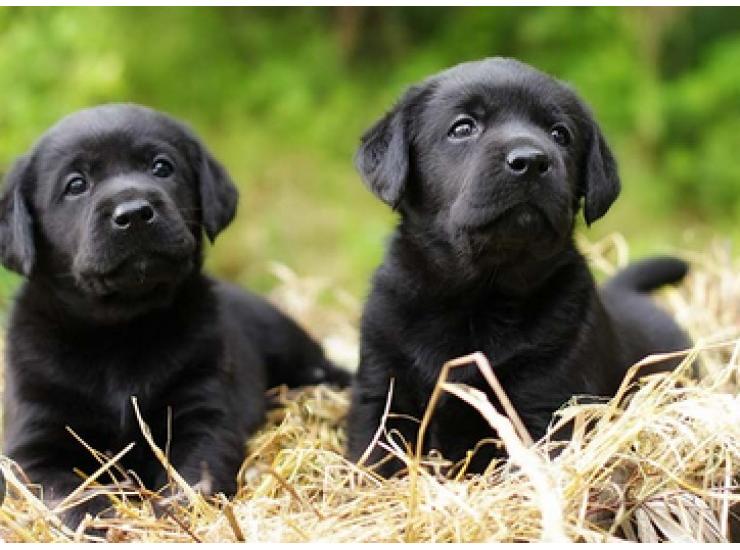 Labrador retriver stenci
