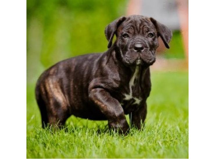 Cane Corso stenci