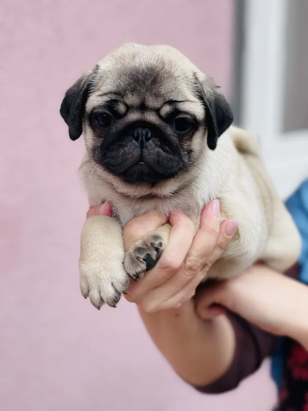 Mops prelepi štenci