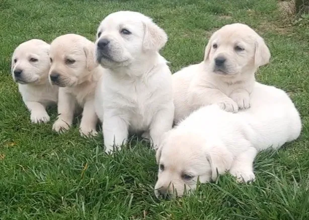 Prelepi, čistokrvni štenci labradora