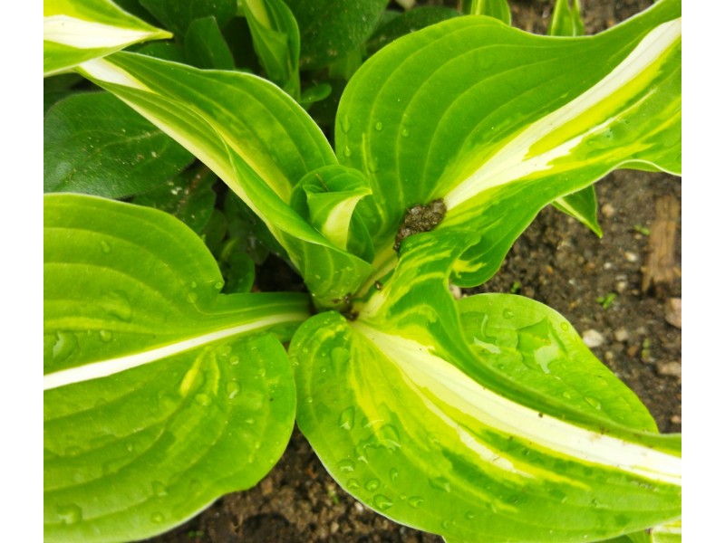 Hosta Lakesaid niza