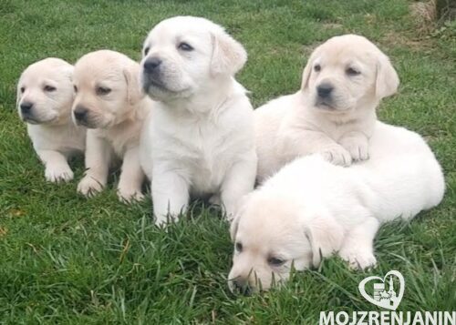 Prelepi, čistokrvni štenci labradora