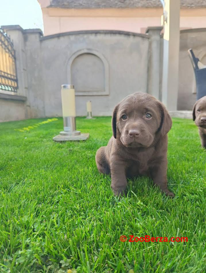 Labrador retriver