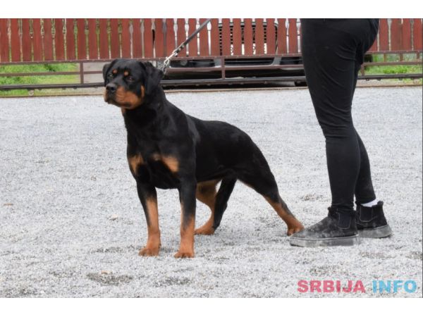 Poklanjam dve Rottweiler zenke