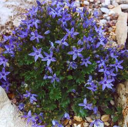 Campanula-Karpatski zvuncic