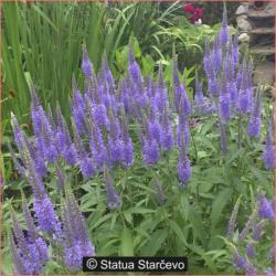 P255 - VERONIKA longifolia Blue-1 sadnica