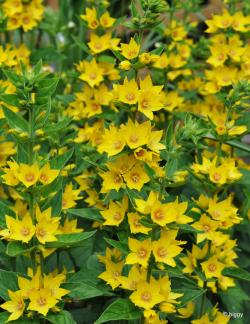 P0113 - Lysimachia - vrbica