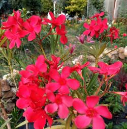 OLEANDER crveni krupnocvetni S0164K - sadnica 30-35m