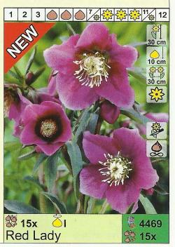 P00615 - Helleborus Red Lady