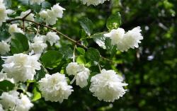 P373-Philadelphus - lažni jasmin-1 sadnica