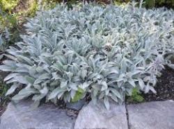 Stachys byzantina - zečije uši