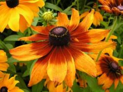 Rudbeckia Hirta (1000 semenki)