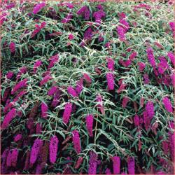 P244-Buddleia tamno ljubičasta