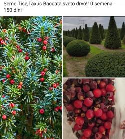 Tisa,Taxus baccata