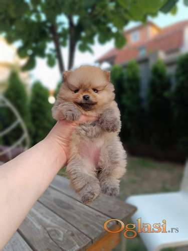 Pomeranac Top zenka