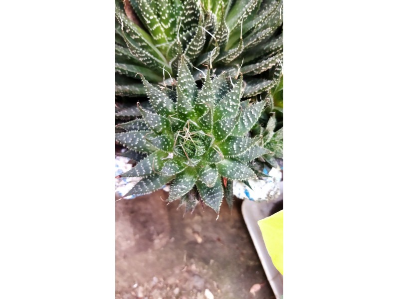 Aloja aristata- vece sadnice
