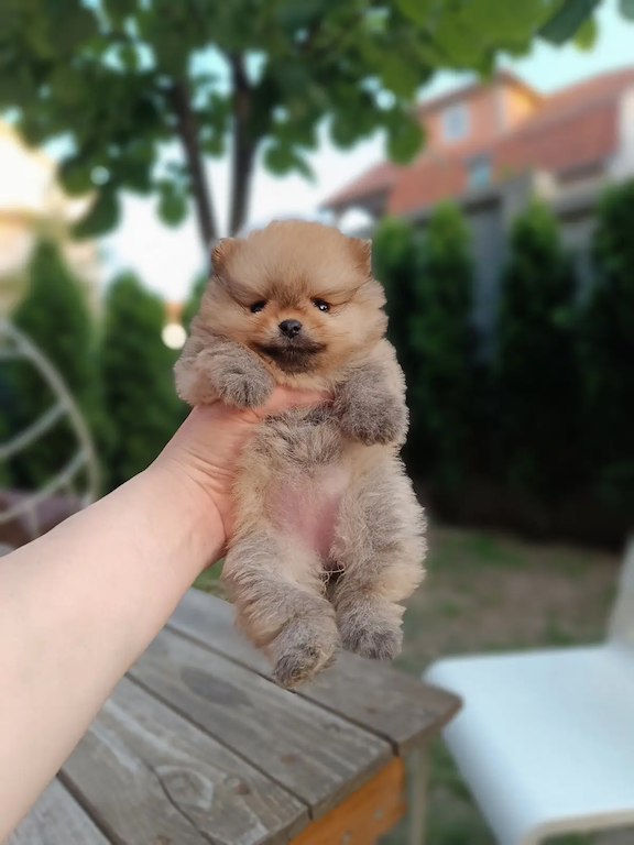 Pomeranac Top zenka