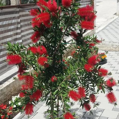 Kalistemon na štapu