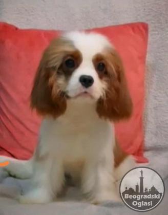 Dostupni štenci Cavalier King Charles spanijela