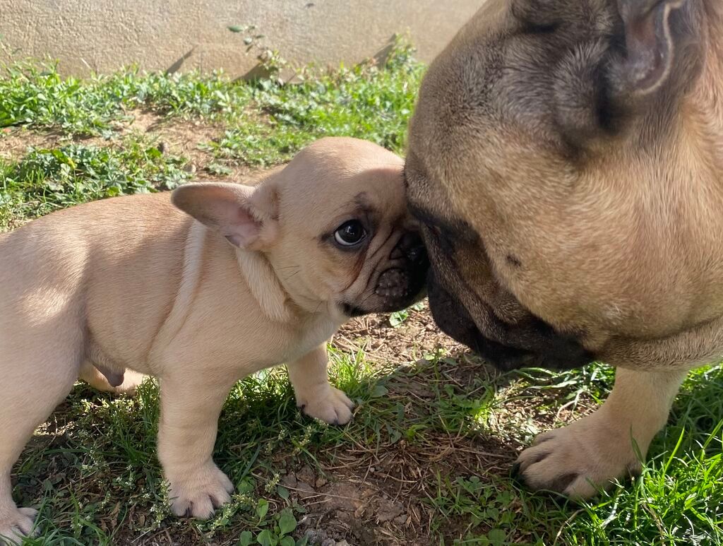 Dostupni vrhunski štenci francuskog buldoga Na raspolaganju jos dva