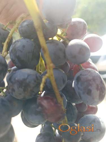 Prodajem vinograd i vocnjak , uzivajuci radi!
