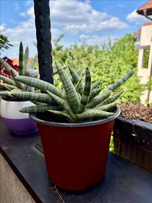 Sansevieria cylindrica