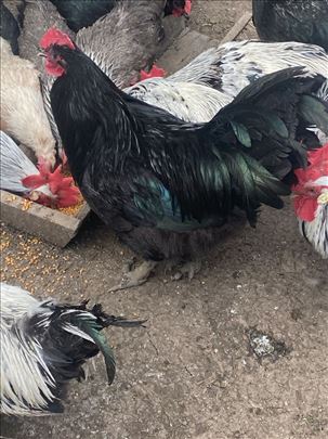 Sasex i australorp petlovi