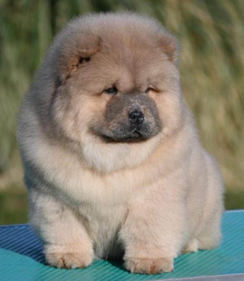Chow Chow Cau Cau Čau Čau