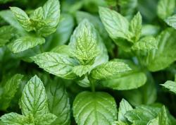 Mohito nana - Mentha x villosa