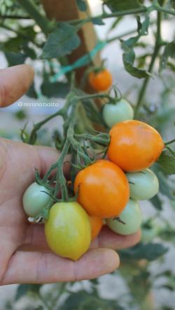 Paradajz Narandžasti cherry, prodaja semena