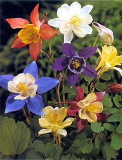 AKVILEGIJA (AQUILEGIA) - 50 SEMENA
