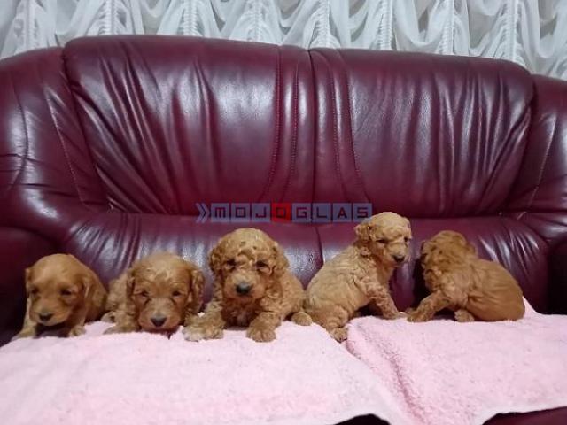 Maltipoo stenci