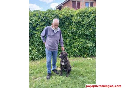 Cane Corso