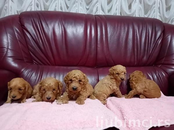 Maltipoo stenci