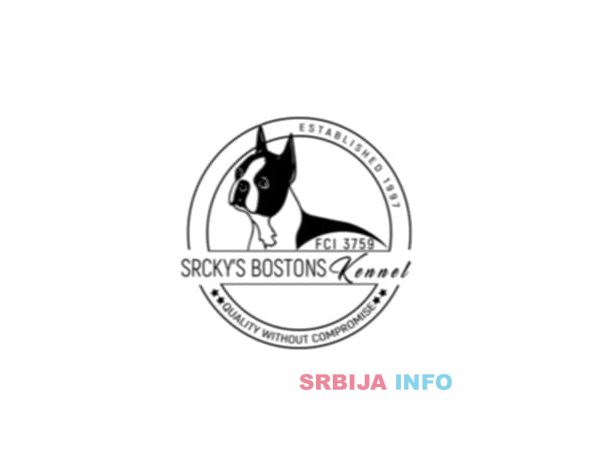 Boston terrier stenad