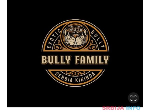 American bully exotic štenci