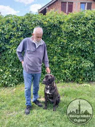 Cane Corso