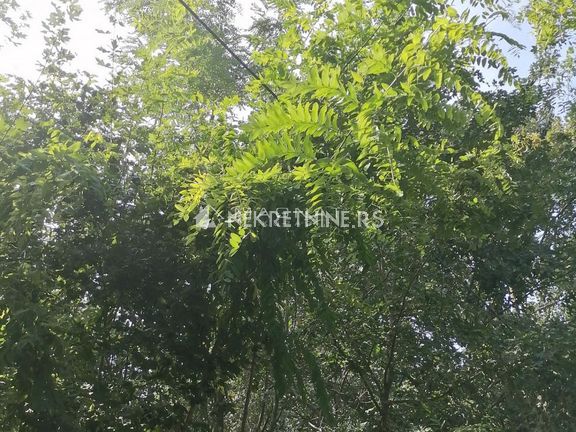 Kuća u Velikoj Moštanici na 25ari placa ID#4980