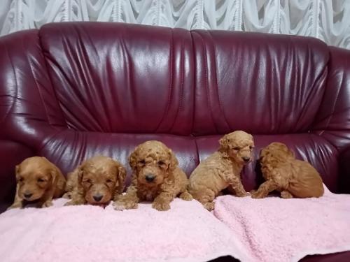Maltipoo stenci