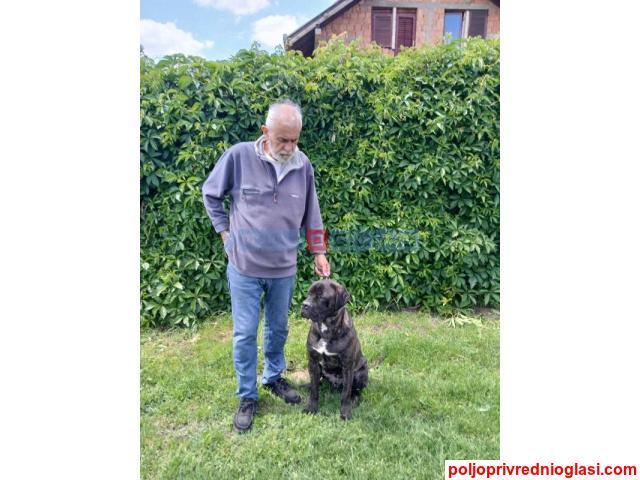 Cane Corso