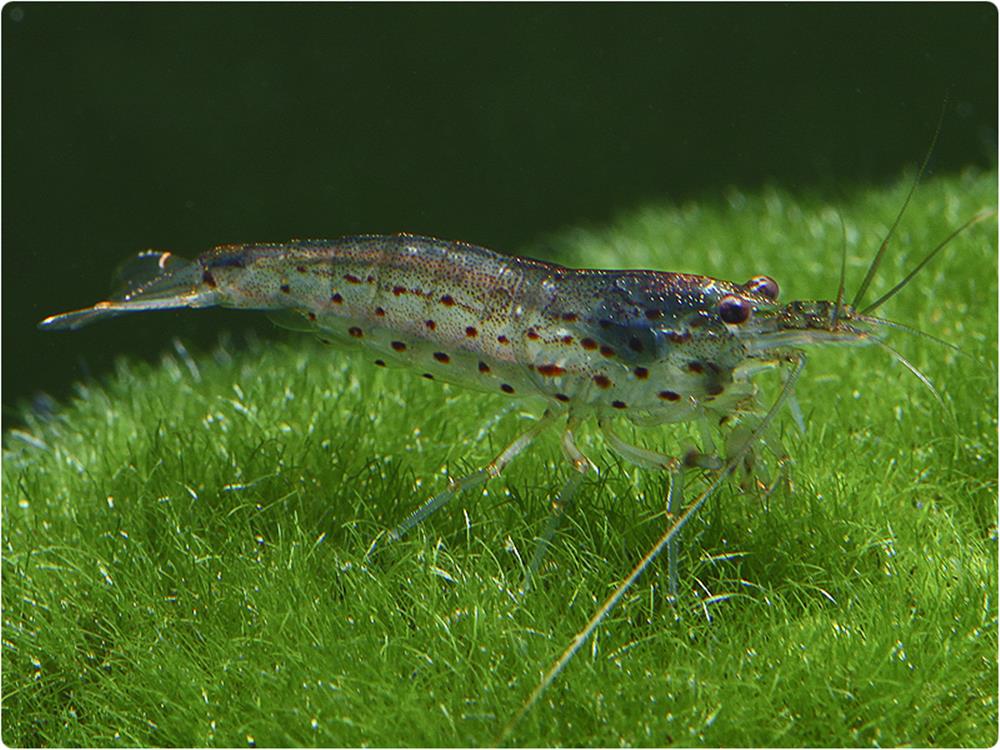AMANO SHRIMP (CARIDINA JAPONICA)
