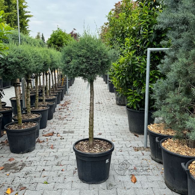 Cupressus arizonica Fastigiata-Kalem 100cm