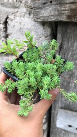 Sedum Pulchellum mix / Zimootporan