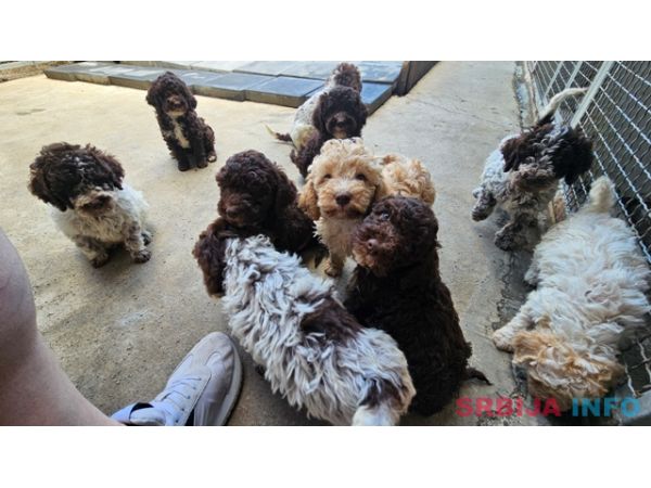 Lagotto Romagnolo, dostupni štenci